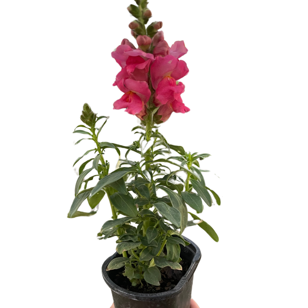 SnapDragon Verta SnapDragon Verta