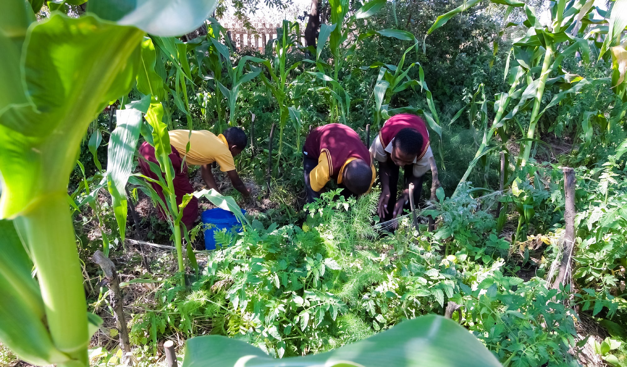 Roots Up Solutions: Empowering Communities for a Sustainable Future – Verta