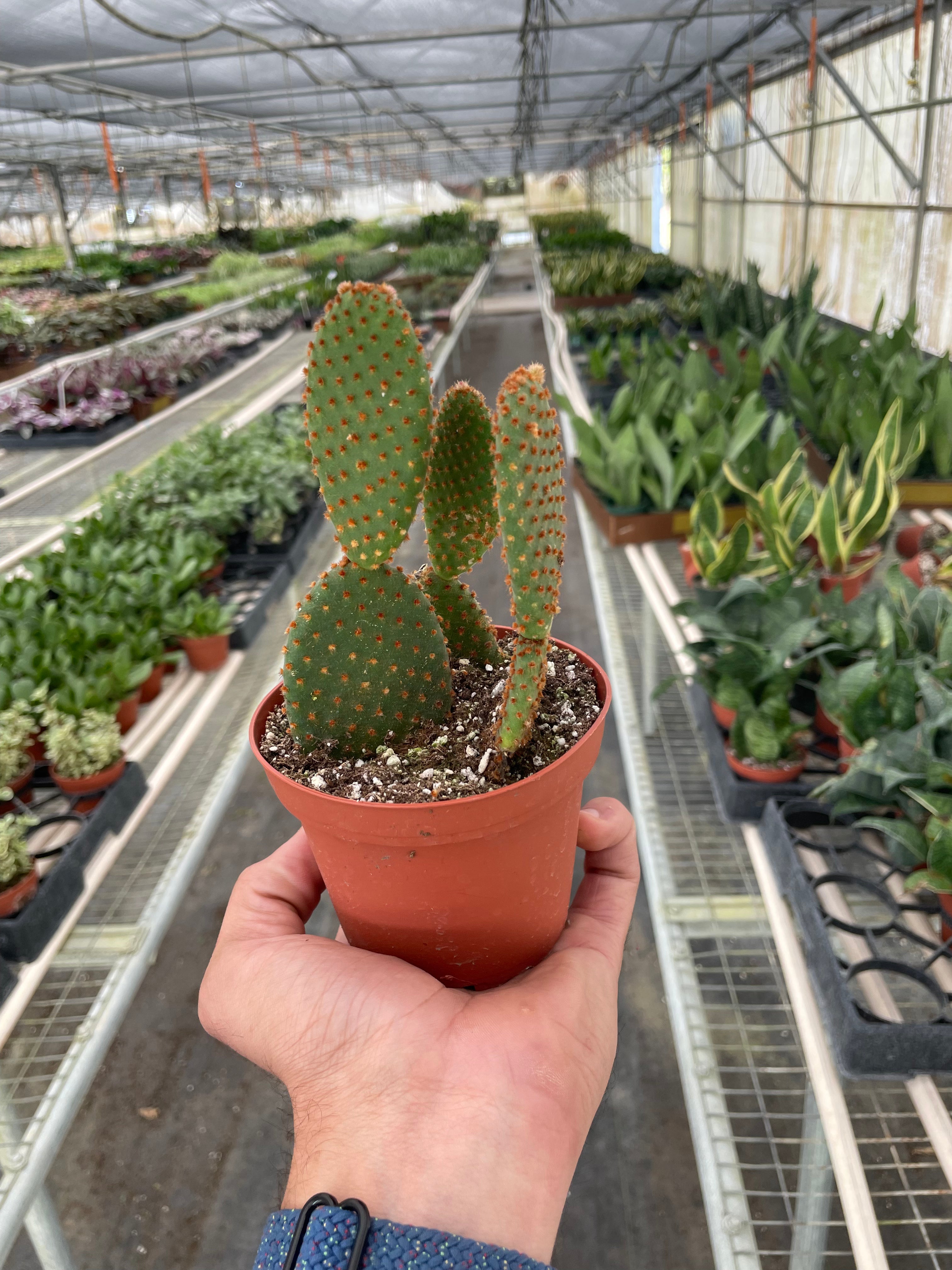 Succulents & Cacti – Verta